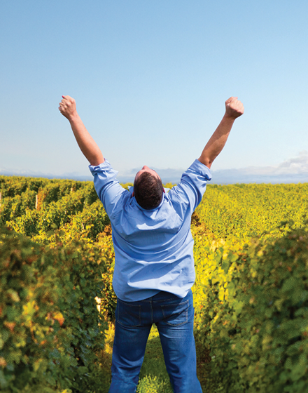 Versys® insecticide brings innovative mealybug management to ...
